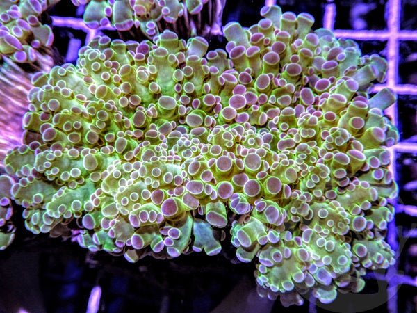 Violet tip Lime Branching Frogspawn - Pacific East Aquaculture