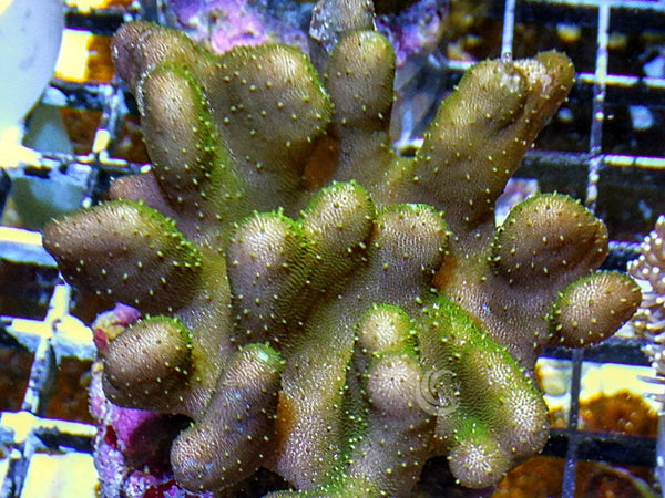 Green Devil's Hand Leather - Pacific East Aquaculture