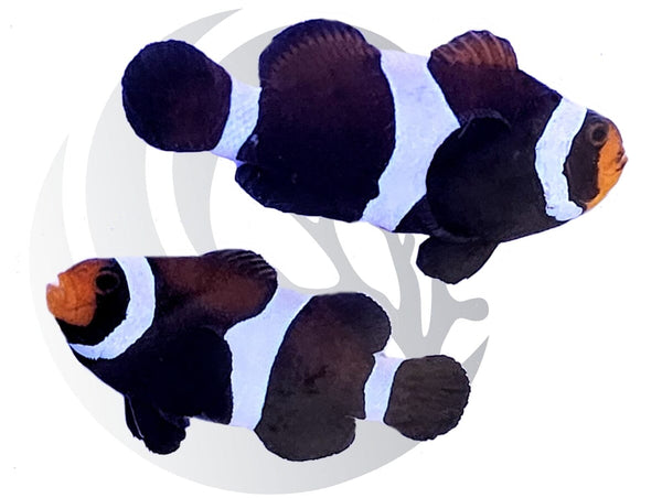 Darwin Black Clownfish Captive Bred WYSIWYG Pair - Pacific East Aquaculture