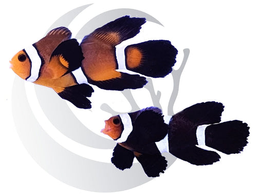 Saltwater Fish For Sale | Buy Captive Bred Saltwater Fish Online ...