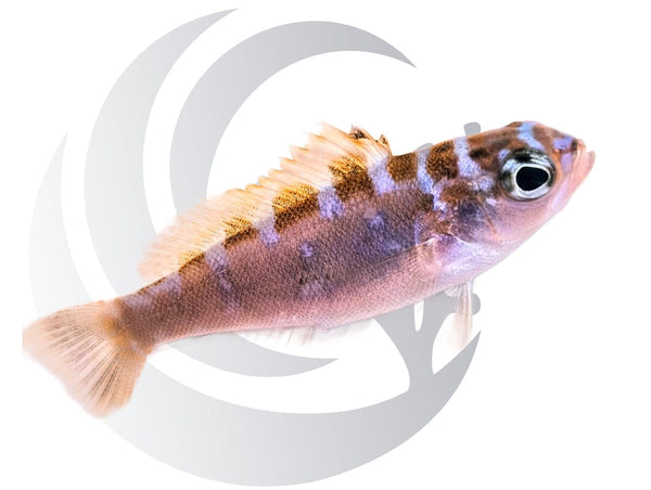 Chalk Bass Captive Bred - Pacific East Aquaculture