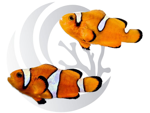 Saltwater Fish For Sale | Buy Captive Bred Saltwater Fish Online ...