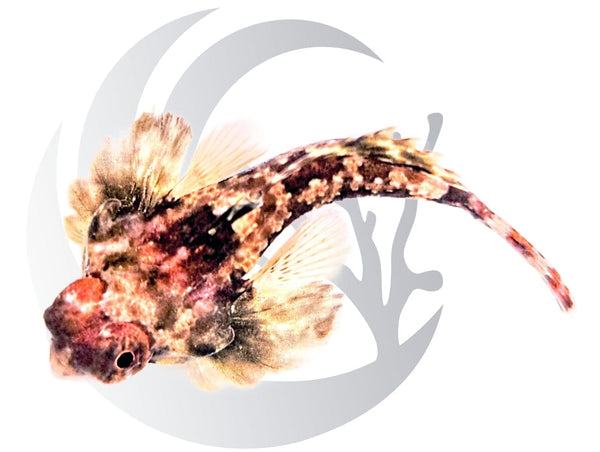 Red Scooter Blenny Tank-raised - Pacific East Aquaculture