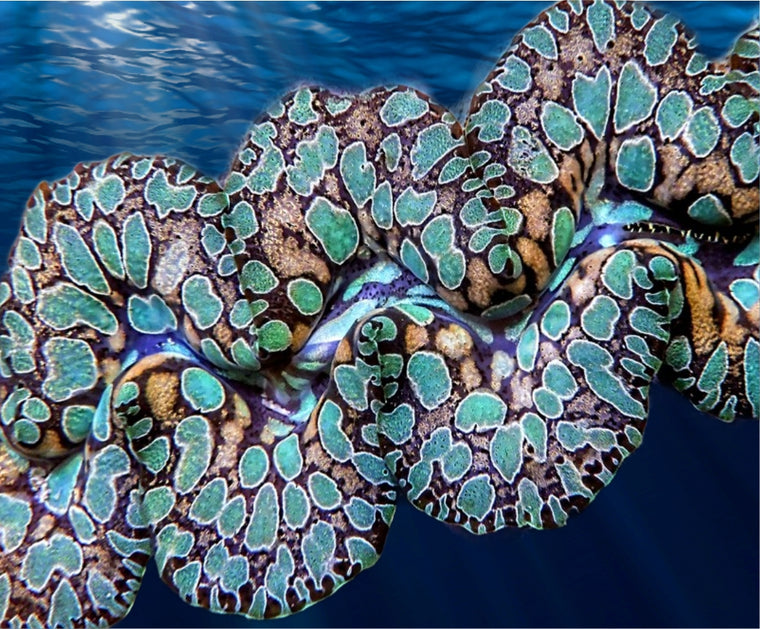 Online Coral & Saltwater Fish Store - Pacific East Aquaculture ...