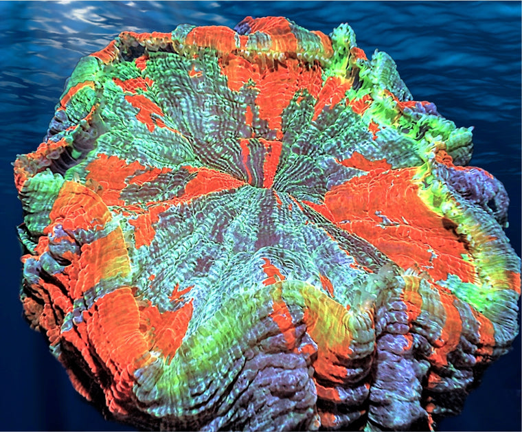 Online Coral & Saltwater Fish Store - Pacific East Aquaculture ...