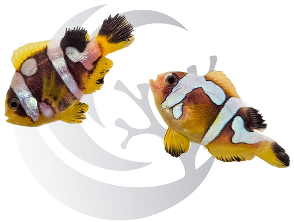 Saltwater Fish For Sale | Buy Captive Bred Saltwater Fish Online ...