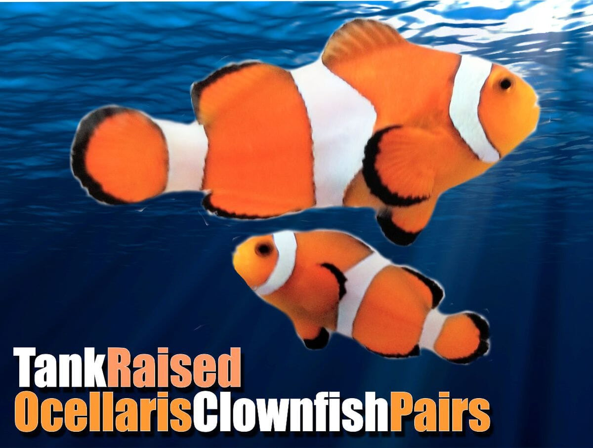 Ocellaris Clownfish Pair