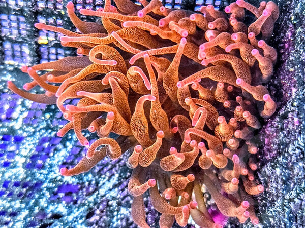 Saltwater Anemone for Sale | Buy Live Anemone Online - Pacific East ...