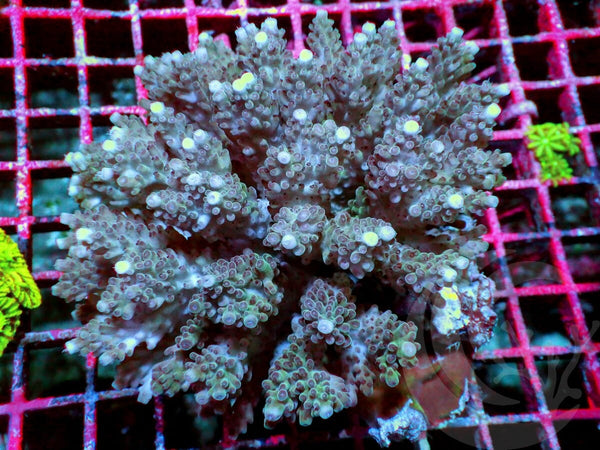 Blue-Green Acropora - Pacific East Aquaculture