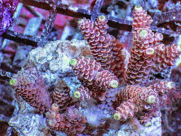 Acropora Coral for Sale | Shop Acropora Colonies & Frags for Sale ...