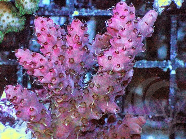 Pink tip Table Acropora - Chunky - Pacific East Aquaculture