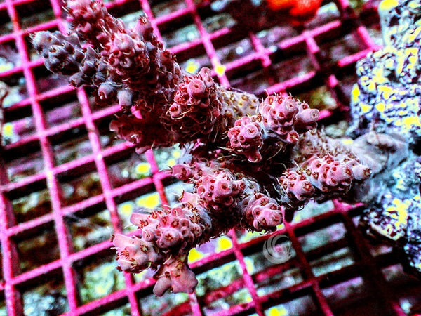 Pink Table Acropora - Chunky - Pacific East Aquaculture