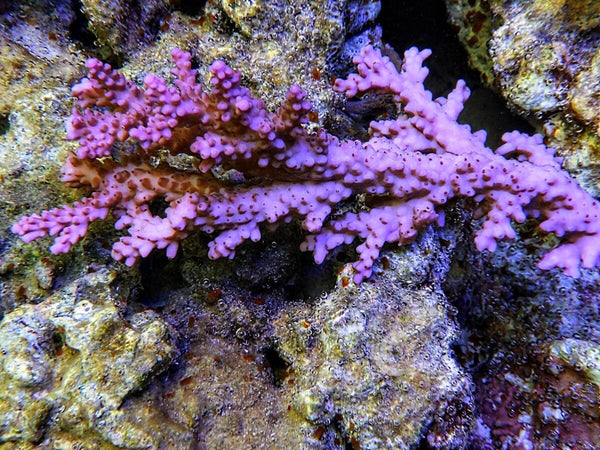 Purple Beast Acropora - Chunky - Pacific East Aquaculture