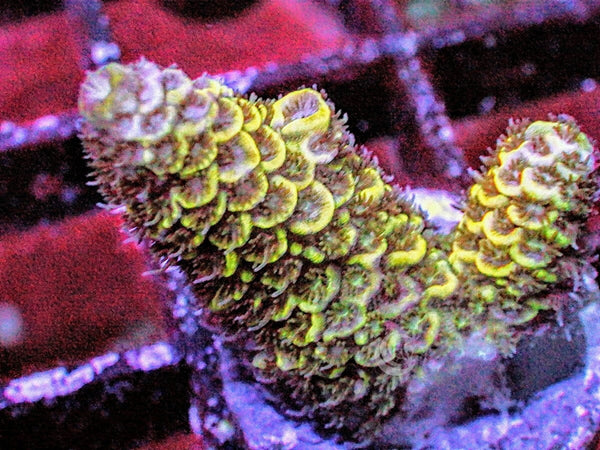 Weekly Specials - Pacific East Aquaculture