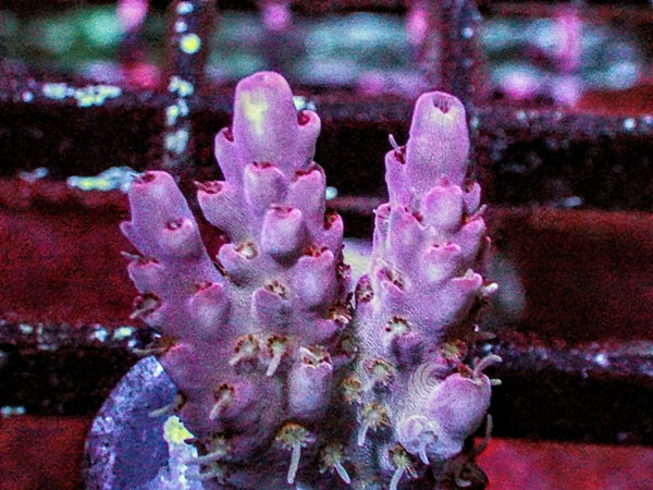 Weekly Specials - Pacific East Aquaculture