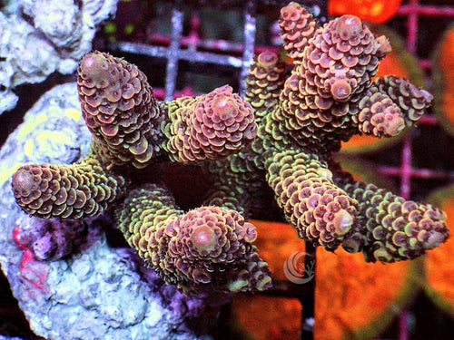 Coral For Sale | Purchase Aquaculture Products Online - Pacific East ...