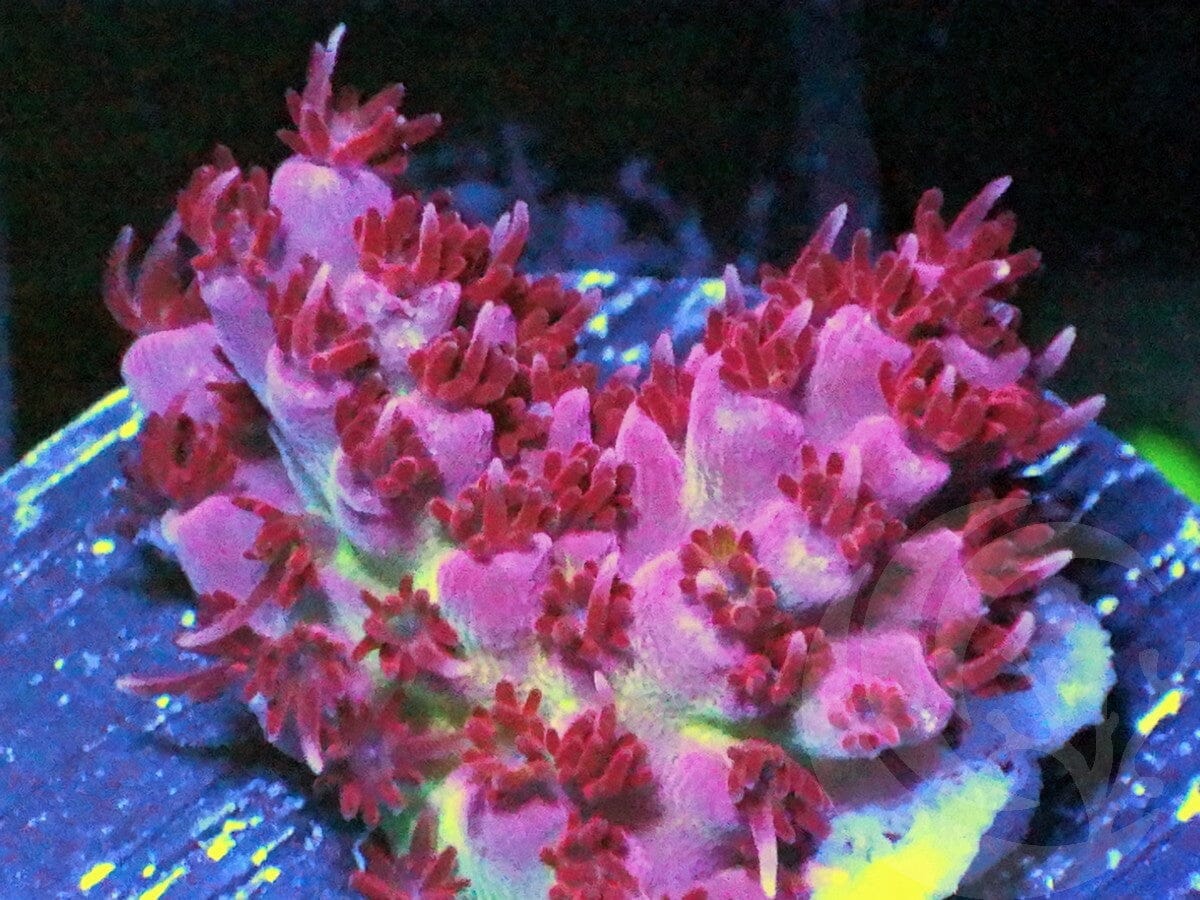 Coral For Sale | Purchase Aquaculture Products Online - Pacific East ...