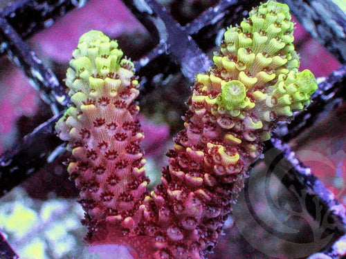 Acropora Coral for Sale | Shop Acropora Colonies & Frags for Sale ...