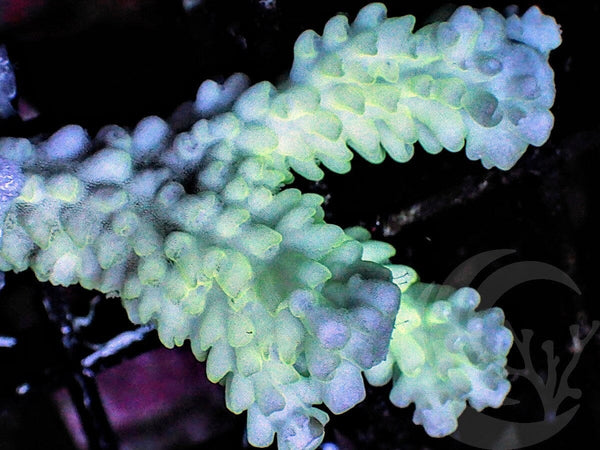 Acropora Coral for Sale | Shop Acropora Colonies & Frags for Sale ...
