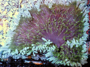 Saltwater Anemone for Sale | Buy Live Anemone Online - Pacific East ...