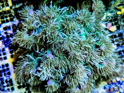 Sea Anemone for Sale | Buy Live Saltwater Aquarium Anemone - Pacific ...