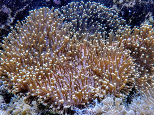 Jumbo Yellowish tip Heteractis magnifica with Reddish-Brown base WYSIW ...