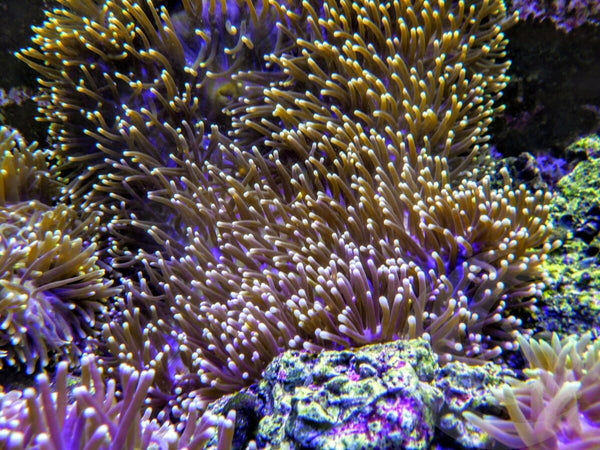 Showpiece Yellow tip Heteractis magnifica Yellow Base - WYSIWYG ...