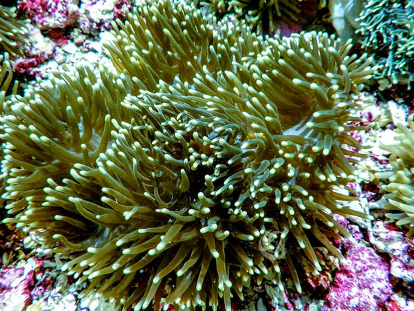 Green tip Heteractis magnifica Cream base - Pacific East Aquaculture