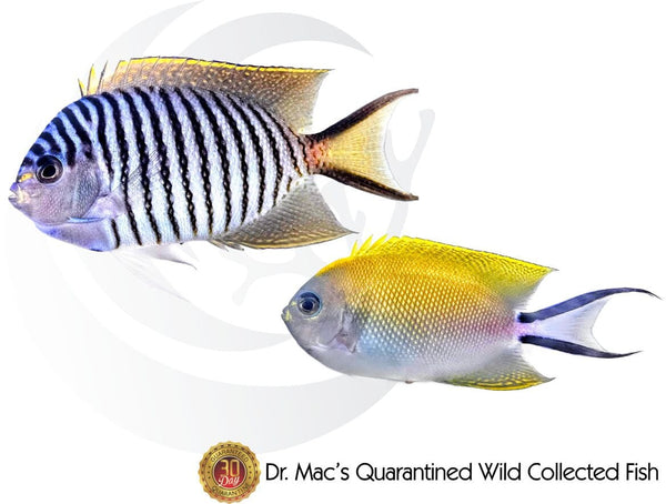Saltwater Wild Collected Fish - Pacific East Aquaculture