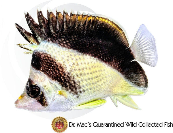 Saltwater Wild Collected Fish - Pacific East Aquaculture