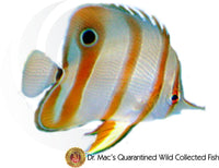 Saltwater Wild Collected Fish - Pacific East Aquaculture