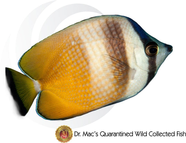 Kleini Butterflyfish--Aiptasia Controllers - Pacific East Aquaculture