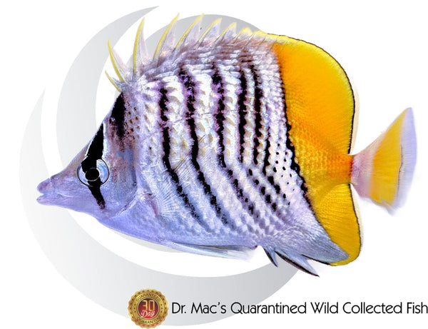 Saltwater Wild Collected Fish - Pacific East Aquaculture