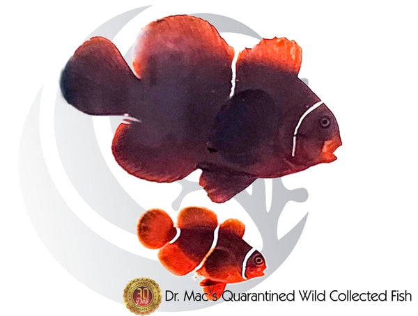 Maroon Clownfish Pair - Australia - Pacific East Aquaculture