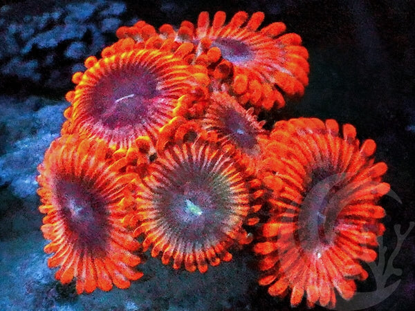 Neon Orange-red Zoanthids - Pacific East Aquaculture