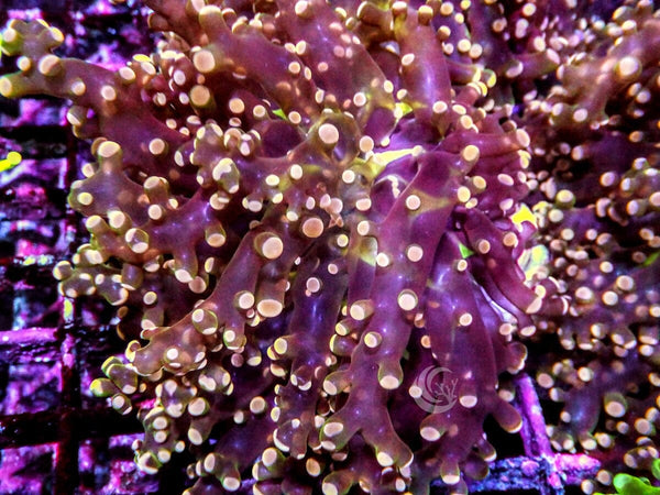 Red-Orange Branching Frogspawn - Pacific East Aquaculture