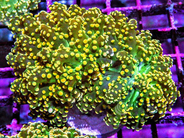 Orange tip Branching Frogspawn - Pacific East Aquaculture