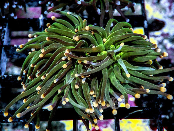 Peach tip Torch - Pacific East Aquaculture