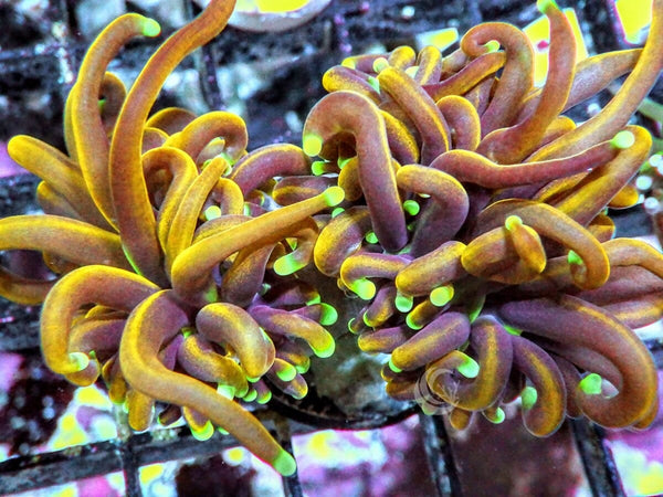 Tiger Tails Torch - Pacific East Aquaculture