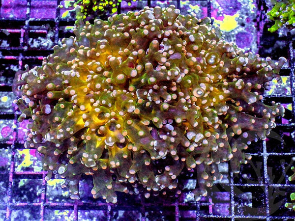 Gold-Green Wall Frogspawn - Pacific East Aquaculture