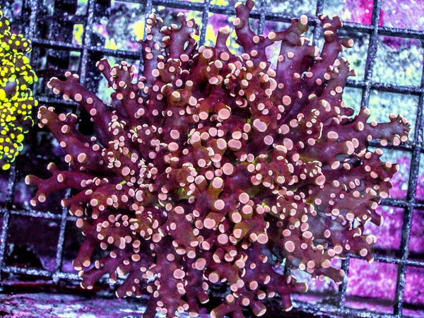 Red Branching Frogspawn - Pacific East Aquaculture