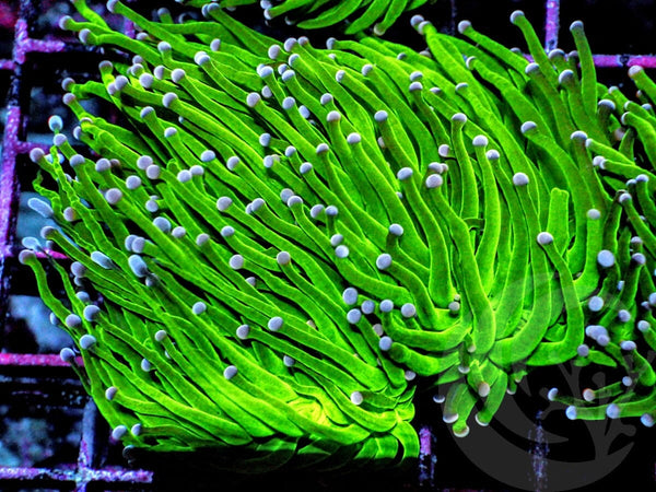 Violet tip Bright Green Torch - Pacific East Aquaculture