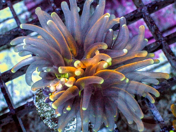 Gold Ghost Torch - Pacific East Aquaculture