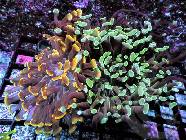 Branching Hammer Combo - Pacific East Aquaculture