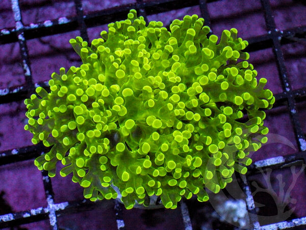 Neon Wall Frogspawn - Pacific East Aquaculture