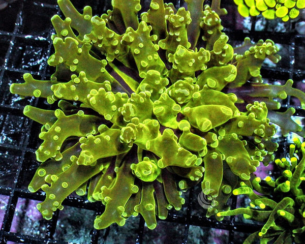 Green Branching Frogspawn - Pacific East Aquaculture