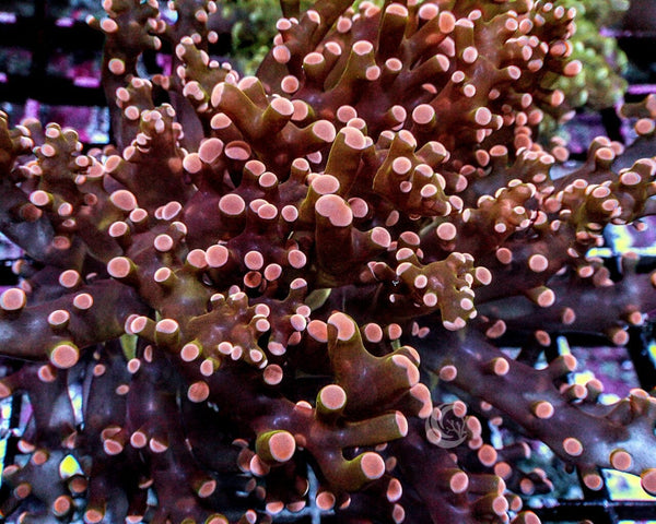 Red Branching Frogspawn - Pacific East Aquaculture