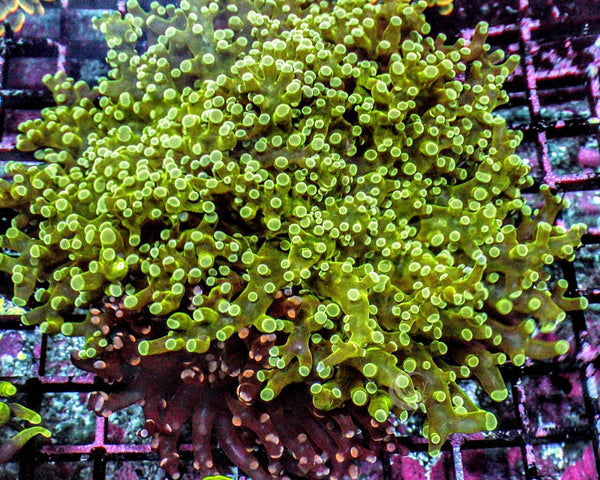 Branching Frogspawn Combo - Pacific East Aquaculture