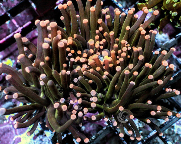 Pink tip Torch - Pacific East Aquaculture