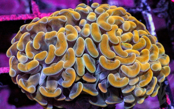 Gold Branching Hammer - Pacific East Aquaculture